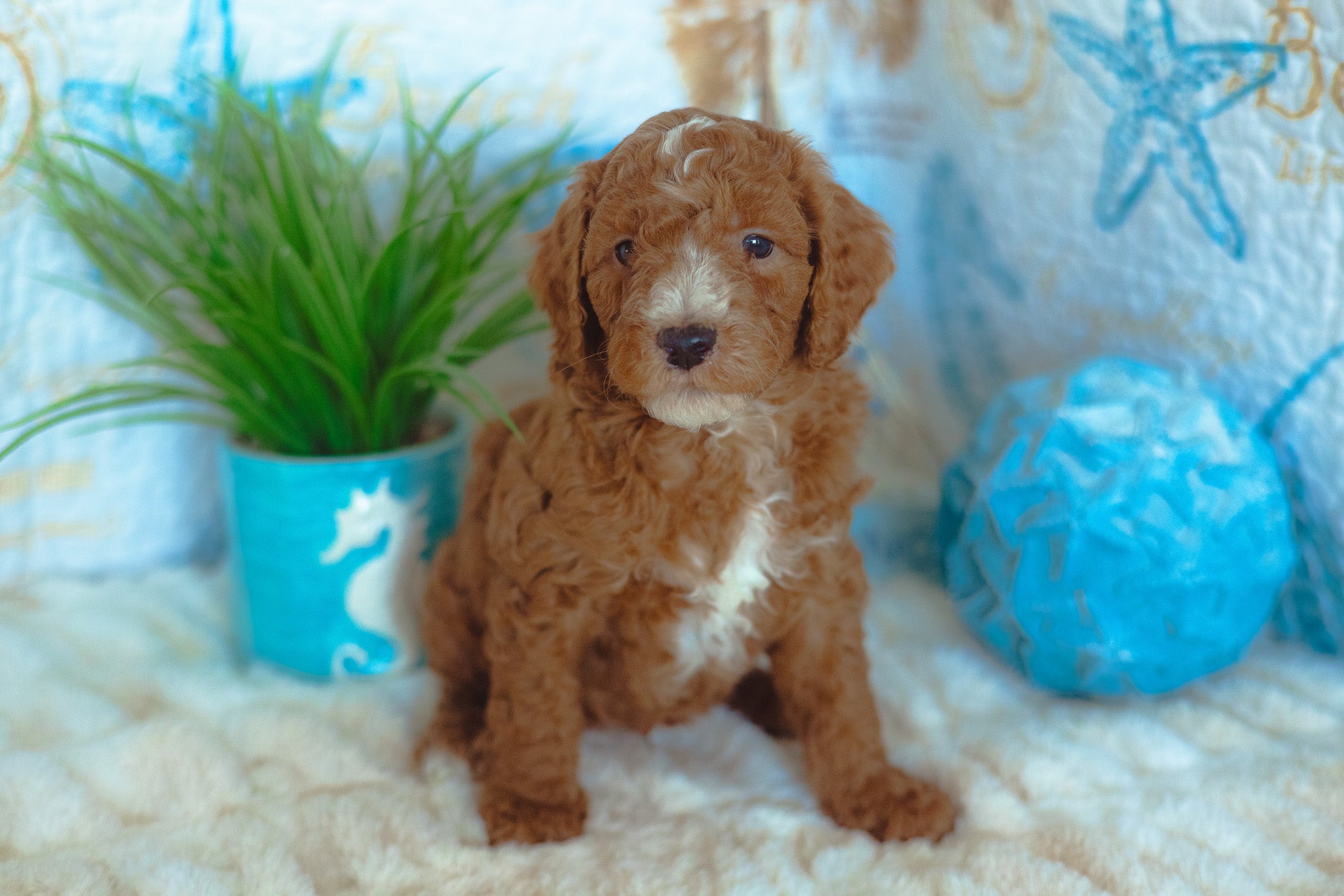 Obie (Male Puppy) | Doodle Doo Dogs